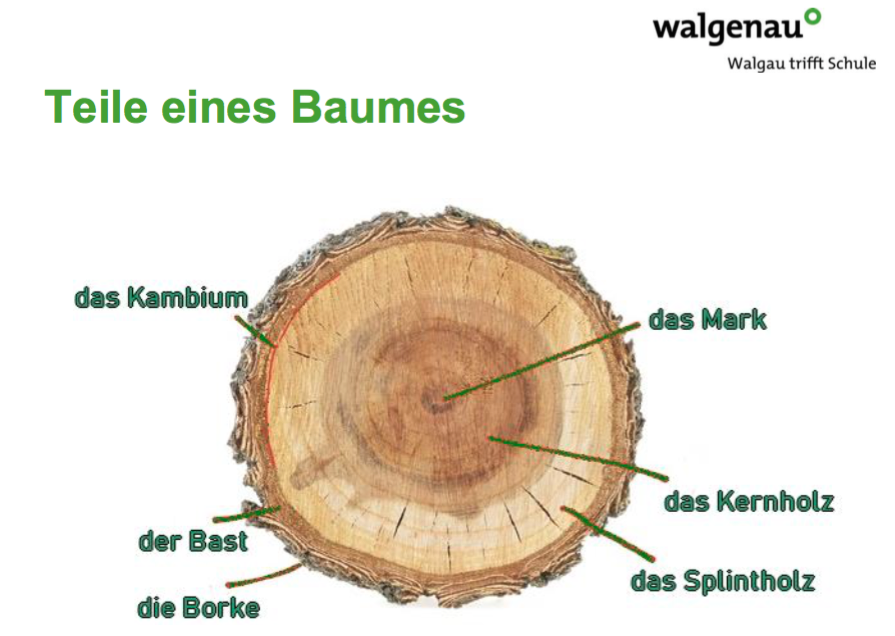 Wald im Walgau - Natur & Umwelt & Zukunft - Module - walgenau.at